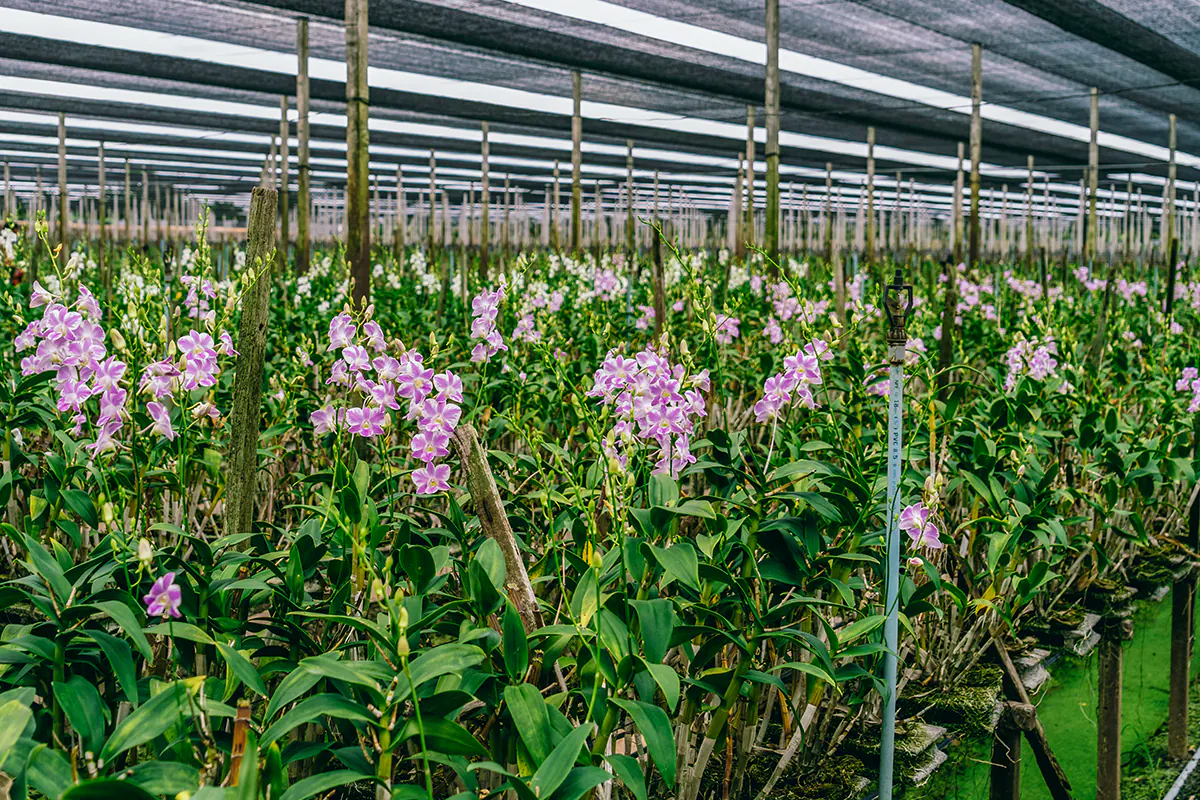 Air Orchids product - Air Orchids Supermarket