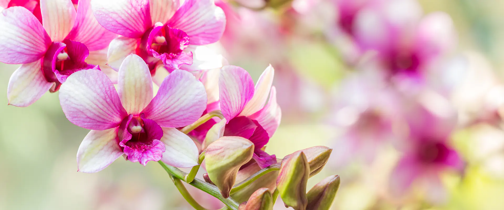 Our Success Story Dendrobium orchids in Thailand - Air Orchids Supermarket