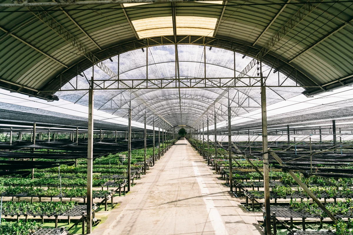 International Standard Orchids Farm - Air Orchids Supermarket