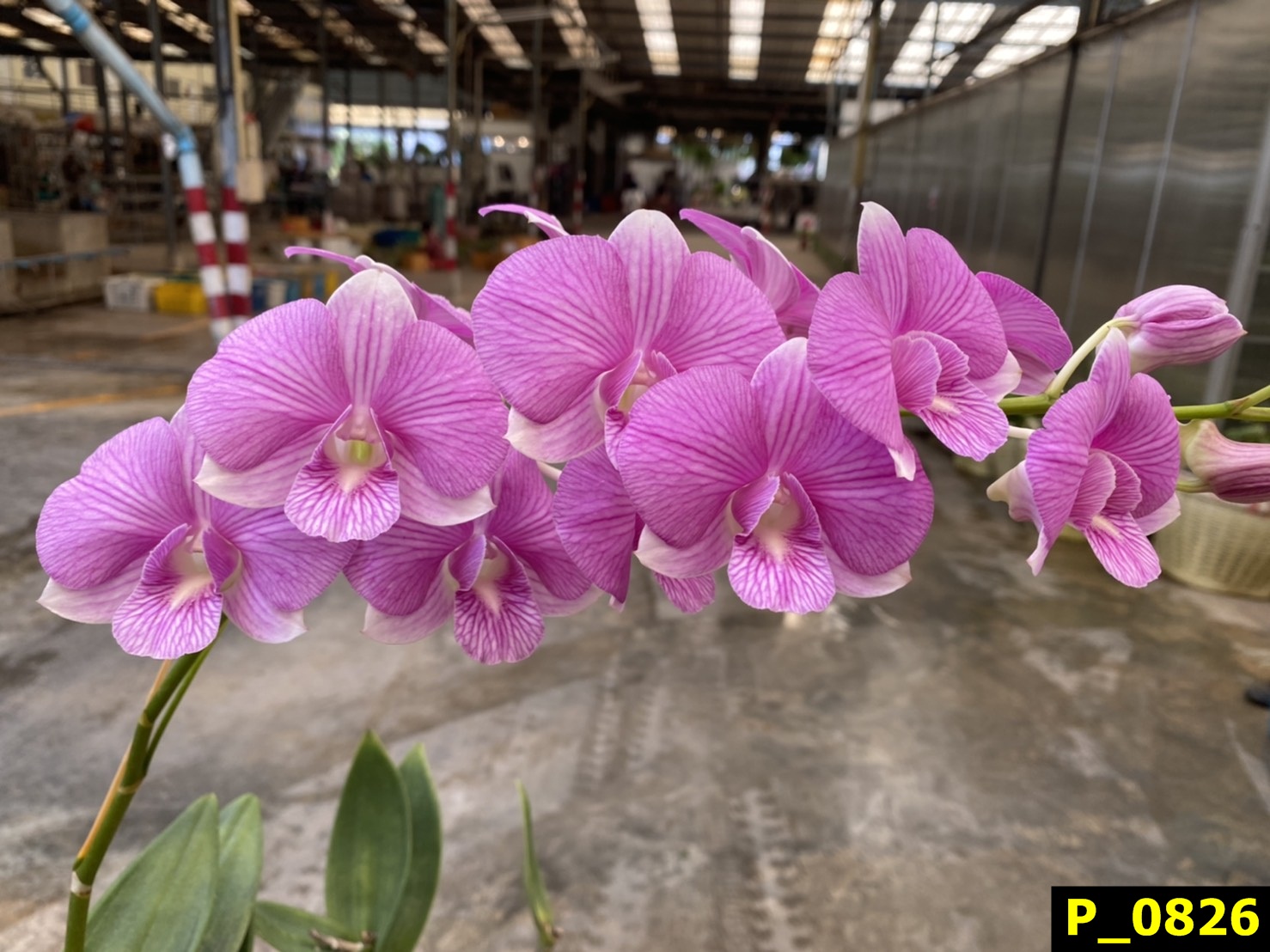 Orchid Dendrobium Pink