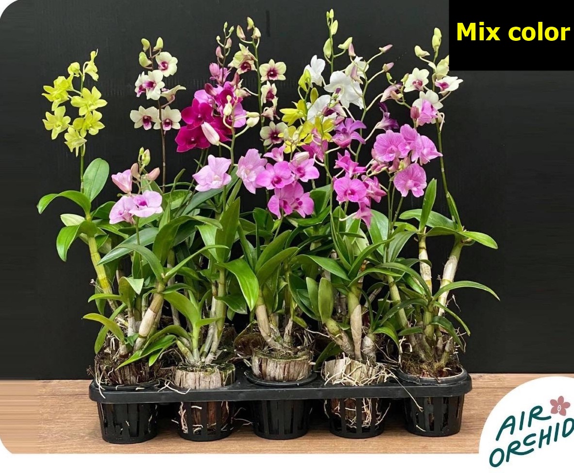 Den.Flowering Grade A - Air Orchids Supermarket