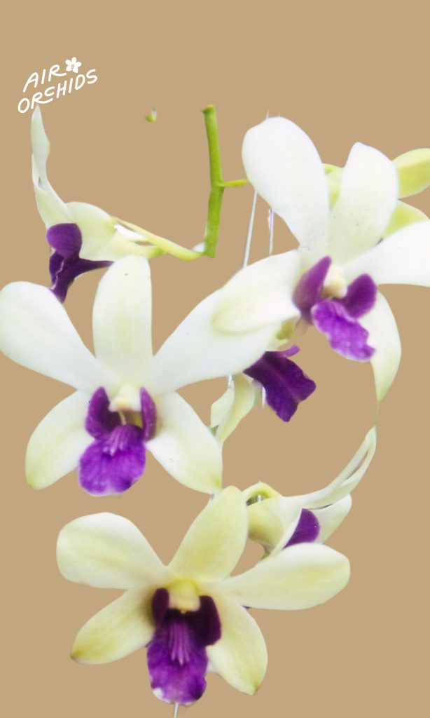 P0305 Den Woon Leng Chao - Air Orchids Supermarket