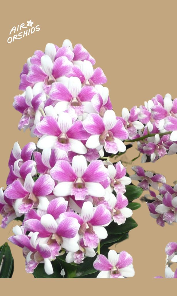 P0797 Den Triple Fantacy FK - Air Orchids Supermarket