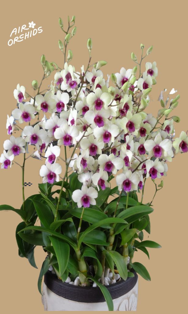 P0808 Den Jade Classic FK - Air Orchids Supermarket