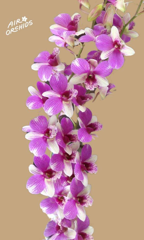 P1128 Den Triple Fantacy - Air Orchids Supermarket