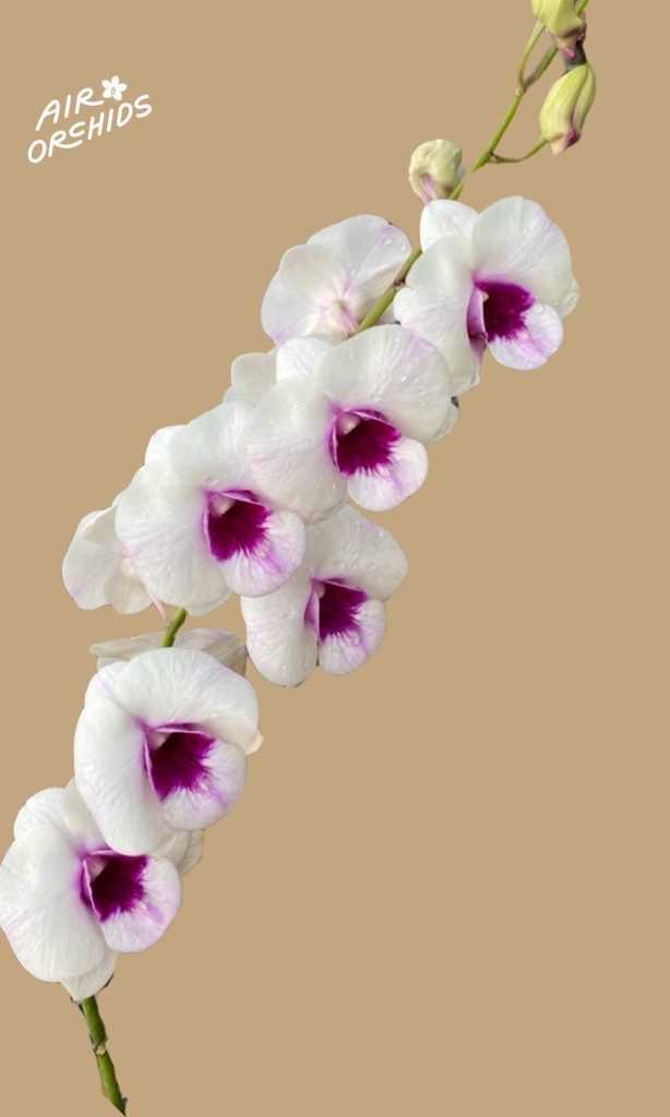 P1592 Den Airy Bridge - Air Orchids Supermarket